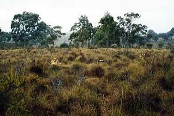 Australian tropical savanna | Savanna